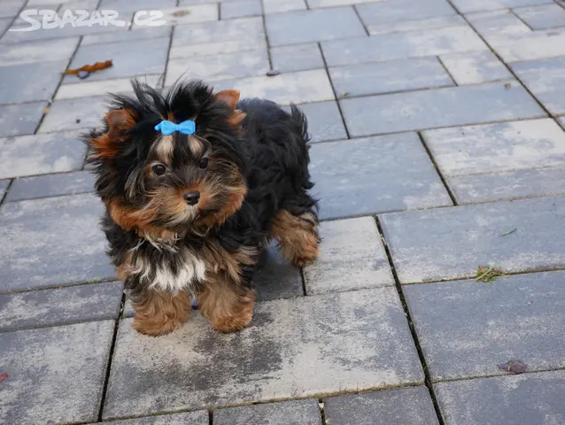 Jorkšírský teriér - Křižanov - Bazar - Sbazar.cz