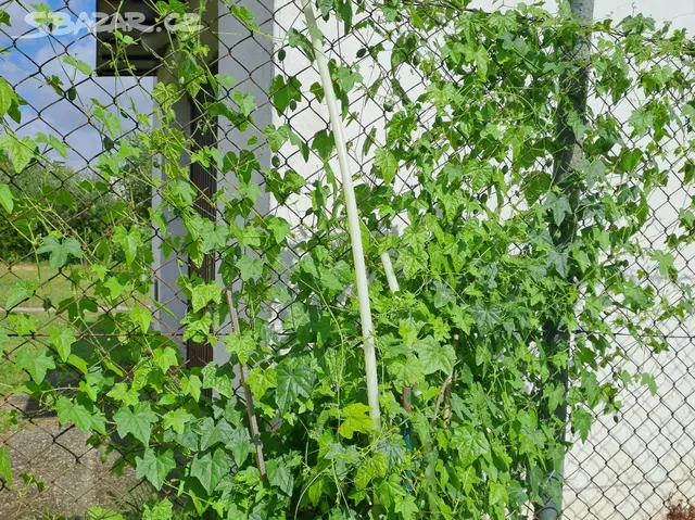 Cuca melon (mexická okurka) semínka - Šťáhlavy - Bazar - Sbazar.cz