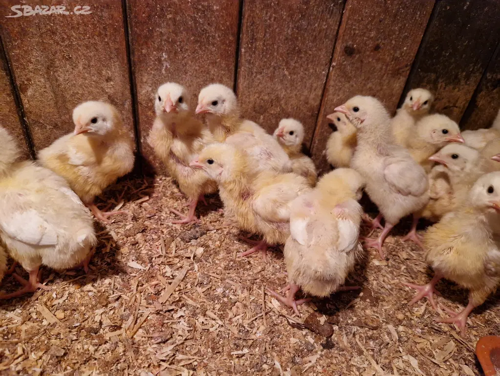 Brojlerová kuřata Ross - Strašov - Bazar - Sbazar.cz