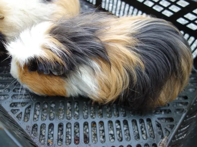 Morčata - Nechanice, Staré Nechanice - Bazar - Sbazar.cz