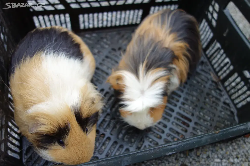 Morčata - Nechanice, Staré Nechanice - Bazar - Sbazar.cz