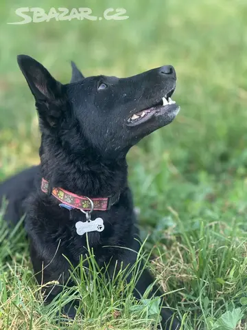 Moli (3 roky) hledá domov - Praha - Bazar - Sbazar.cz