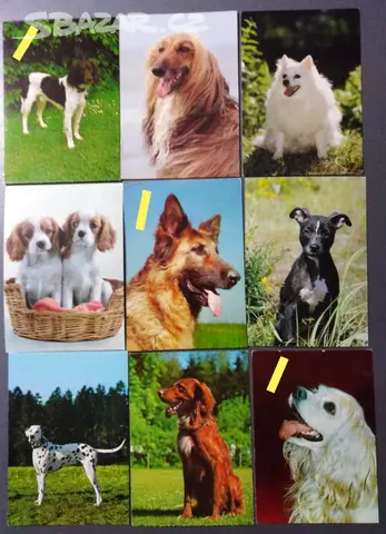 POHLEDNICE - PES, PEJSCI V. - Beroun - Bazar - Sbazar.cz