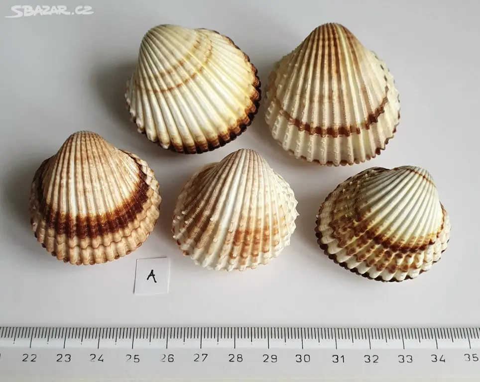 Mušle srdcovky Acanthocardia tuberculata 5ks A - Praha, Letňany - Bazar ...
