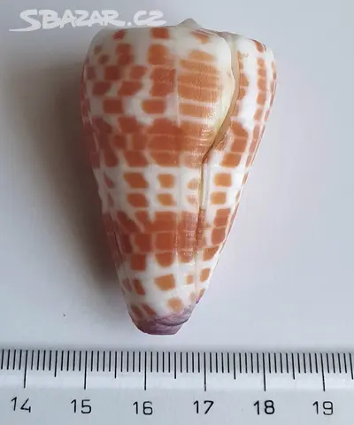 Mušle homolice Conus tessullatus - Praha - Bazar - Sbazar.cz