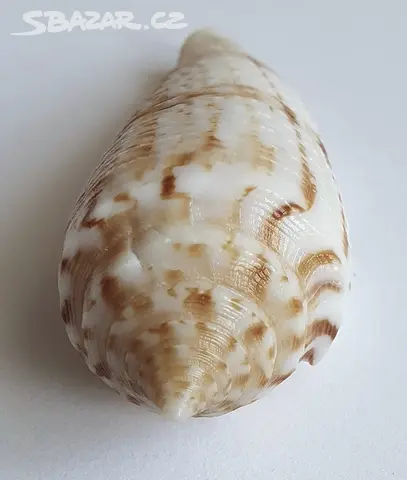 Mušle homolice Conus australis f.duplicatus - Praha - Bazar - Sbazar.cz
