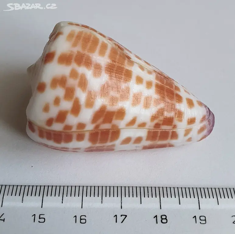 Mušle homolice Conus tessullatus - Praha - Bazar - Sbazar.cz