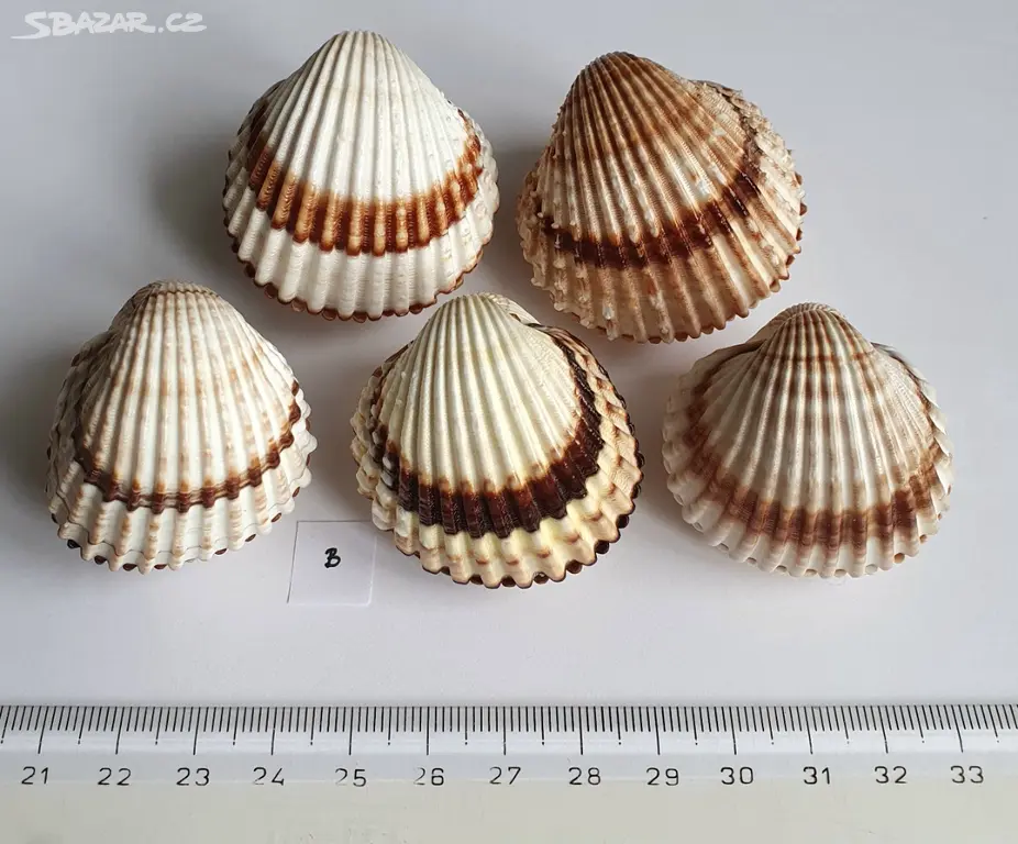 Mušle srdcovky Acanthocardia tuberculata 5ks B - Praha, Letňany - Bazar ...