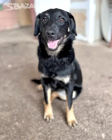 Rozy 8 měsíců, Sindy 5 měsíců - fenka štěně adopce - Praha - Bazar ...