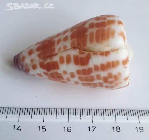 Mušle homolice Conus tessullatus - Praha - Bazar - Sbazar.cz