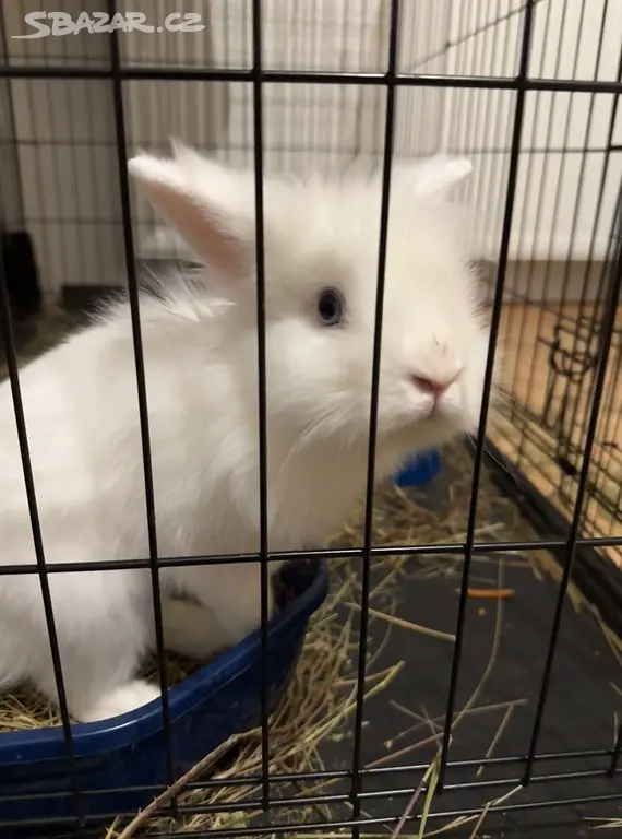 Belko - králíček adopce - Praha - Bazar - Sbazar.cz
