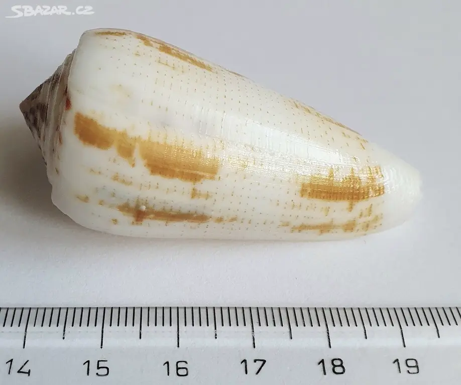 Mušle homolice Conus magus - Praha - Bazar - Sbazar.cz