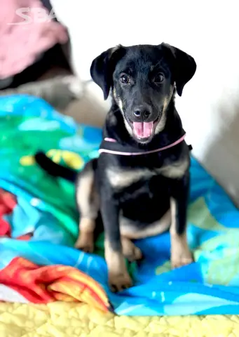 Rozy 8 měsíců, Sindy 5 měsíců - fenka štěně adopce - Praha - Bazar ...