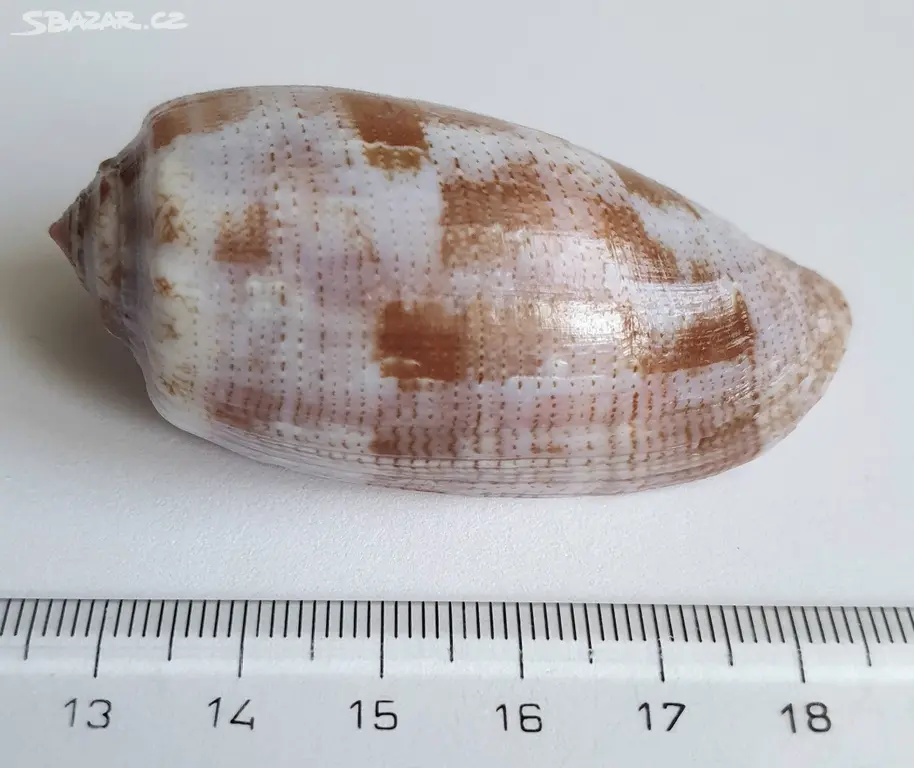 Mušle homolice Conus tulipa - Praha - Bazar - Sbazar.cz