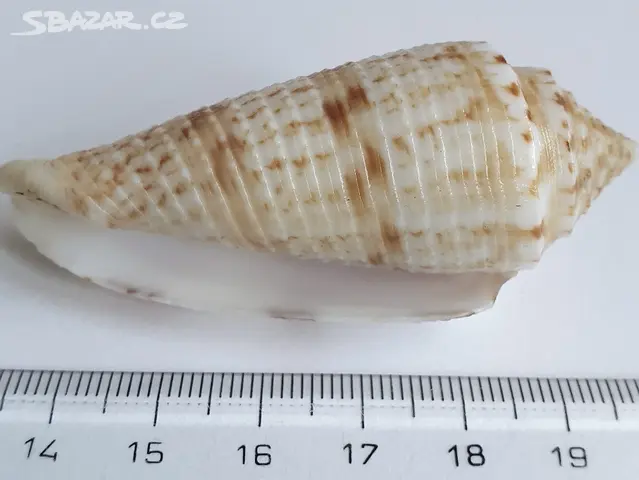 Mušle homolice Conus australis f.duplicatus - Praha - Bazar - Sbazar.cz