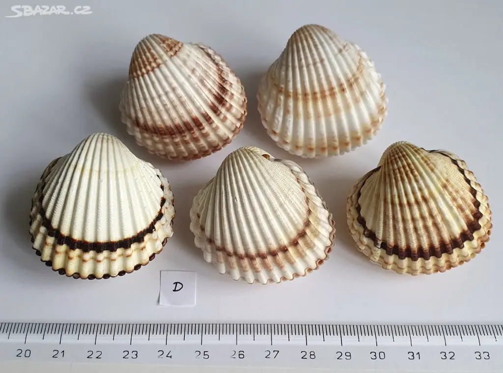 Mušle srdcovky Acanthocardia tuberculata 5ks D - Praha, Letňany - Bazar ...