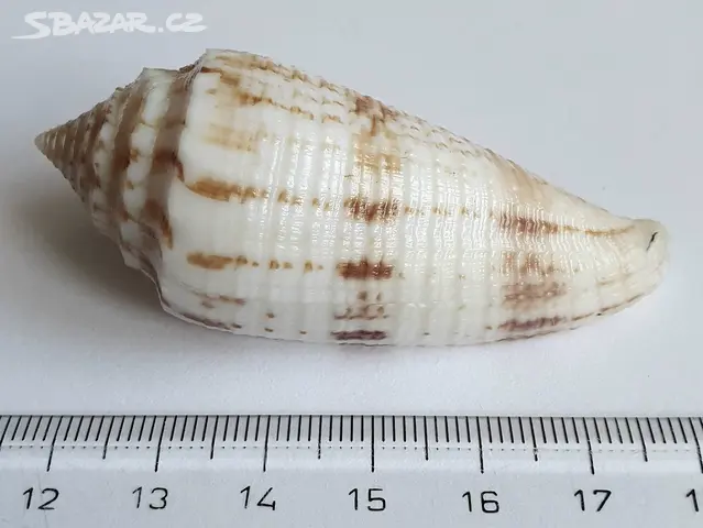 Mušle homolice Conus australis f.duplicatus - Praha - Bazar - Sbazar.cz