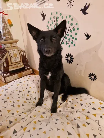 Moli (3 roky) hledá domov - Praha - Bazar - Sbazar.cz