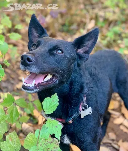 Moli (3 roky) hledá domov - Praha - Bazar - Sbazar.cz