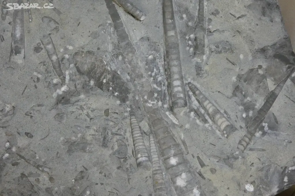 Orthoceras (hlavonožec/nautiloid) plotna 30kg - Chocenice, Zhůř - Bazar ...