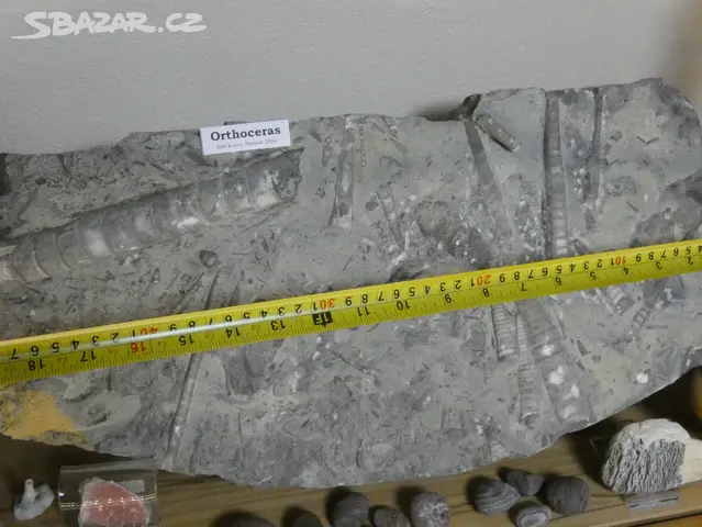 Orthoceras (hlavonožec/nautiloid) plotna 30kg - Chocenice, Zhůř - Bazar ...