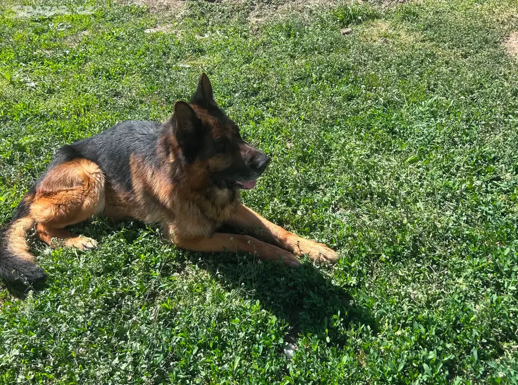 Německý ovčák - Znojmo - Bazar - Sbazar.cz