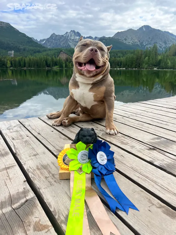 AMERICAN BULLY STANDART - Frýdlant nad Ostravicí - Bazar - Sbazar.cz