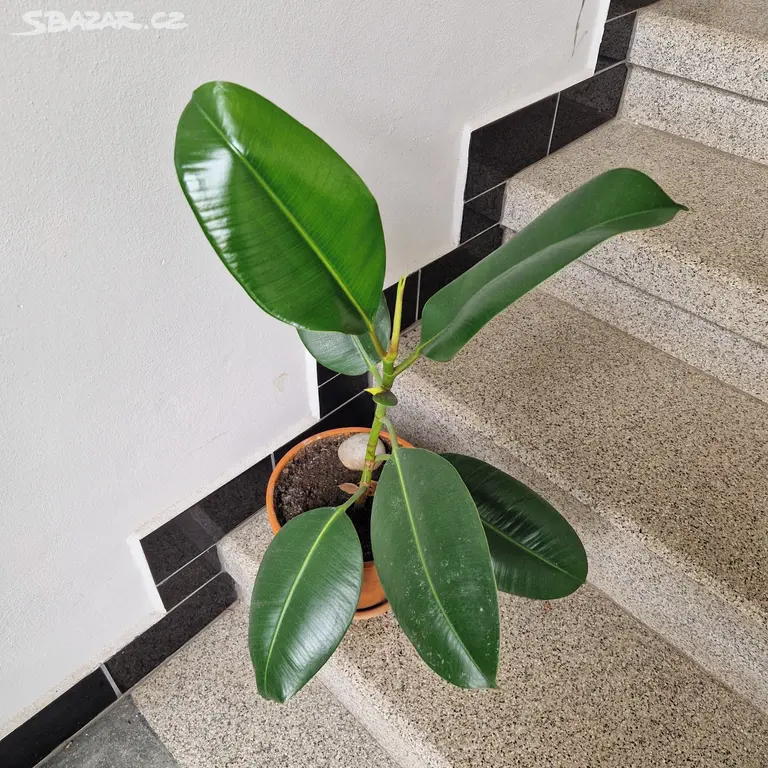 Ficus elastica - Praha, Kobylisy - Bazar - Sbazar.cz