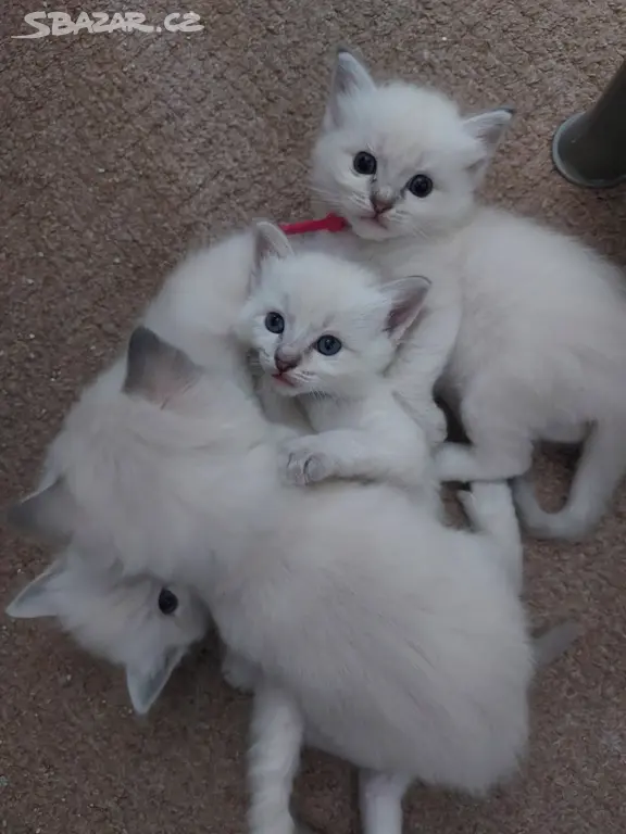 Koťátka ragdoll - Rosice - Bazar - Sbazar.cz