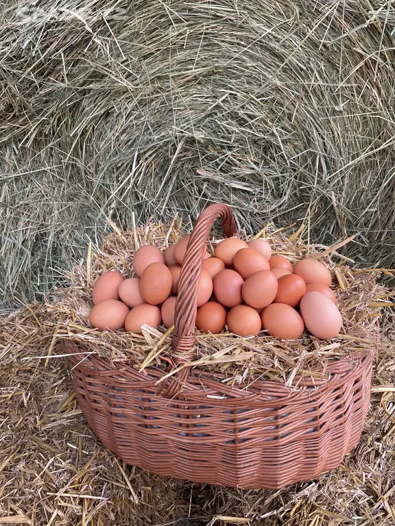 Domácí vajíčka z volného chovu - Chotutice - Bazar - Sbazar.cz