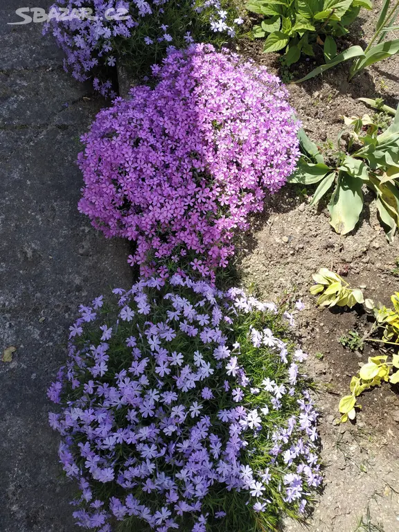 Phlox trvalka do zahrady. Tři barvy. - Tábor - Bazar - Sbazar.cz