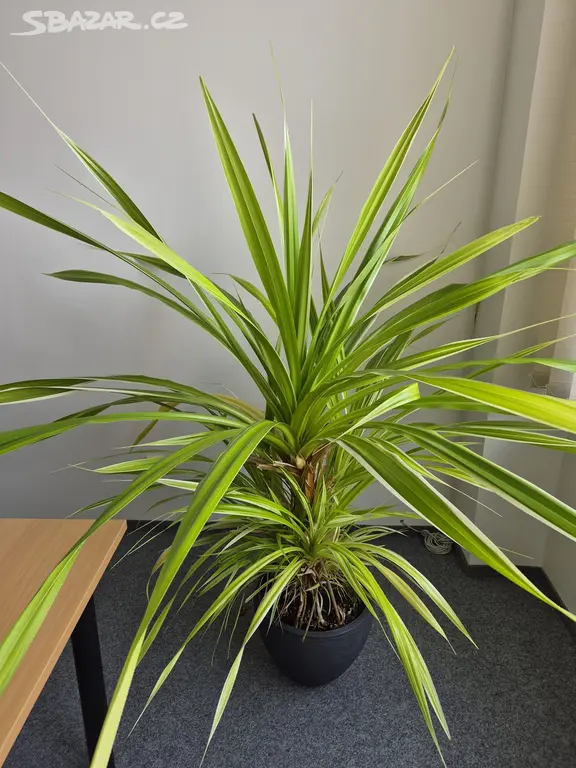 Pokojová rostlina Pandanus Veitchii (Pandán) - Jičín - Bazar - Sbazar.cz