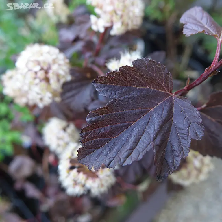 Tavola kalinolistá "Purpurea" - Budyně nad Ohří - Bazar - Sbazar.cz