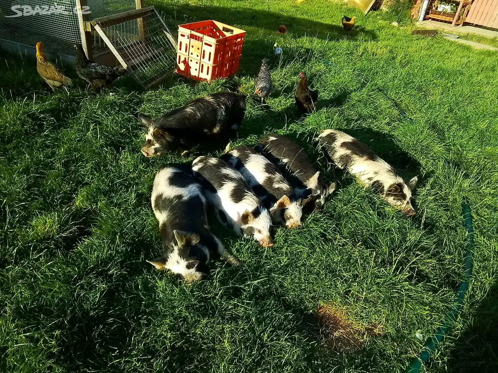 Selata Kune Kune - Mladá Vožice - Bazar - Sbazar.cz
