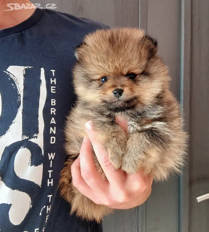 Pomeranian holčička mini - Jindřichův Hradec - Bazar - Sbazar.cz