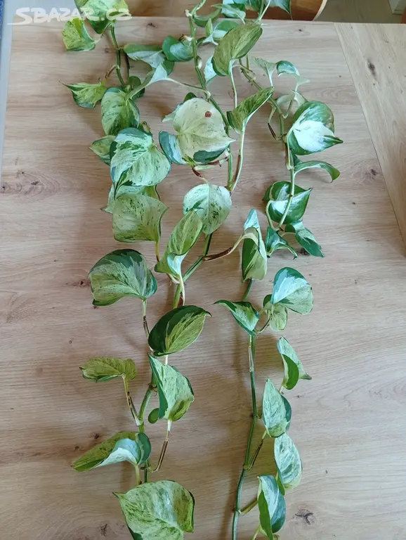 Epipremnum Glacier a Manjula - Brno, Černá Pole - Bazar - Sbazar.cz